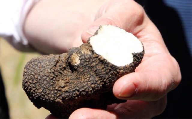 Trüf mantarı nedir faydaları neler? - Sayfa 10 - Sağlık Haberleri