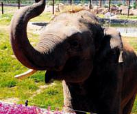 Baba fil Winner diş çektirecek - Yaşam Haberleri