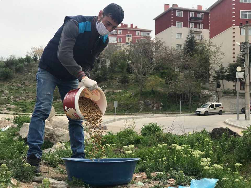 Sincan Belediyesi sokak hayvanlarına sahip çıkıyor - Ankara Haberleri