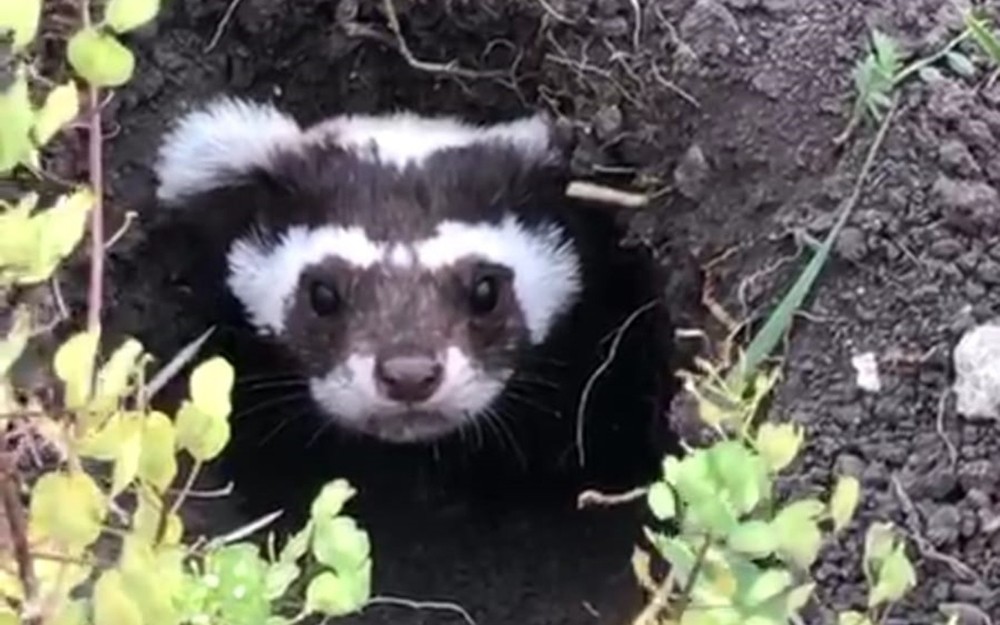 Ardahan’da nesli tükenmekte olan alaca sansar görüldü - Ardahan Haberleri