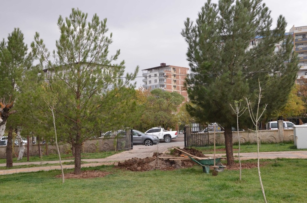 Ilısu Barajı altında kalan ağaçlar Kurtalan’da hayat bulacak - Siirt ...