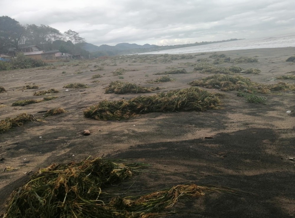 Ünye sahiline deniz yosunları vurdu - Ordu Haberleri