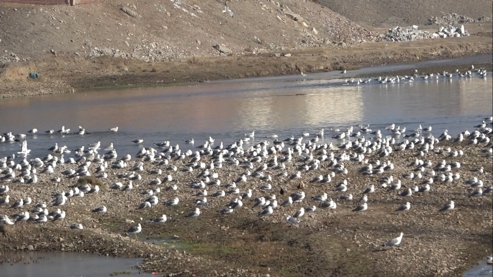 Göçmen martılar Murat Nehri’ni mesken tuttu - Ağrı Haberleri