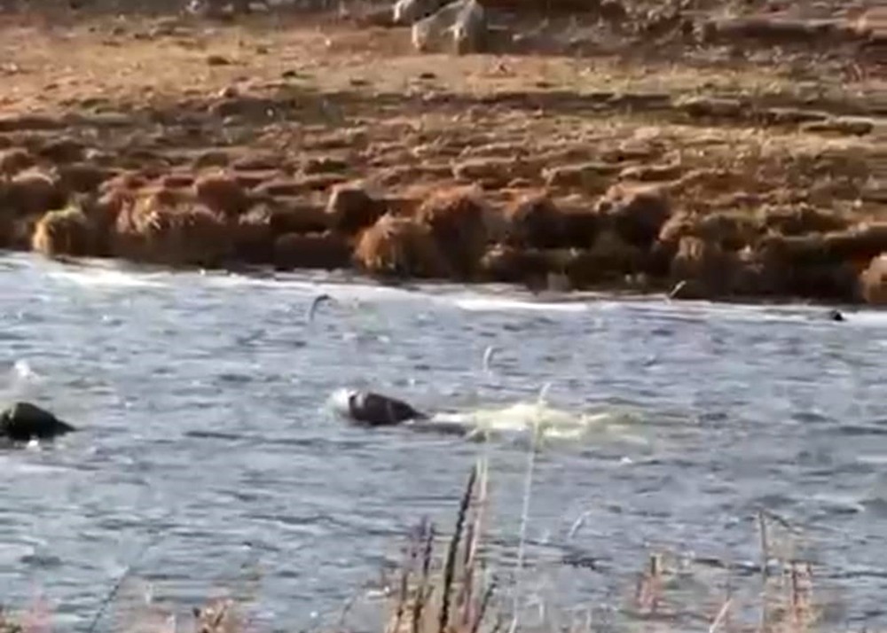 Su Samuru, amatör kamerada - Ardahan Haberleri