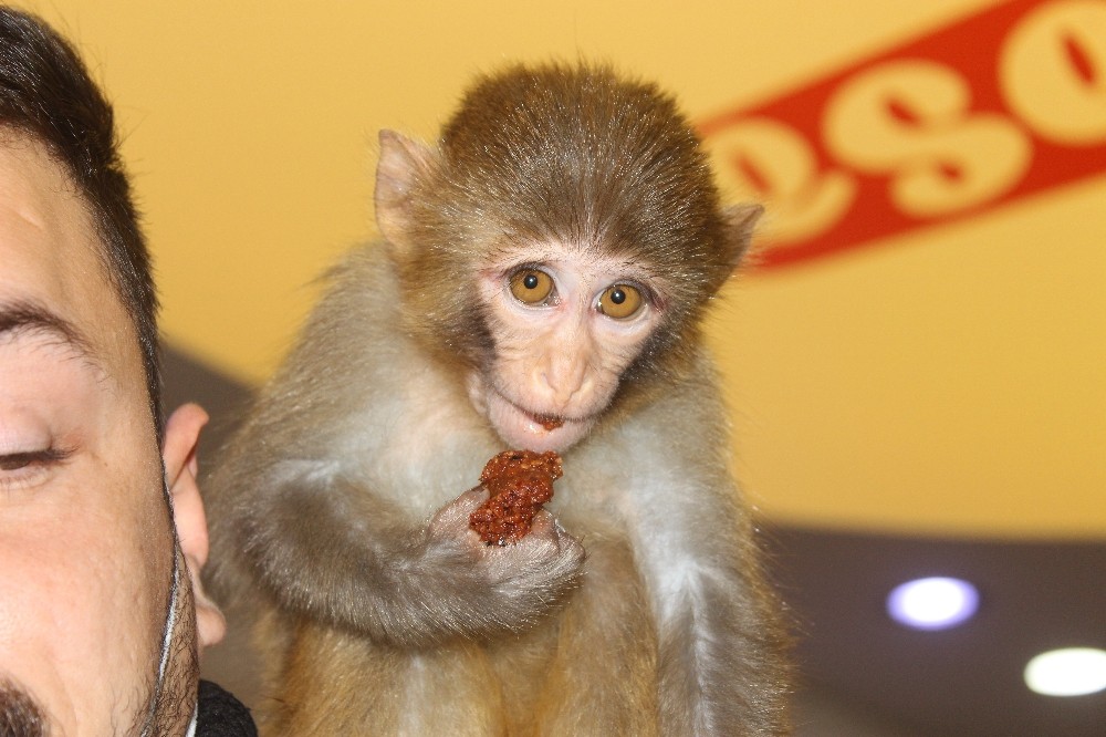 Bu maymun acı çiğköfte seviyor - Adıyaman Haberleri