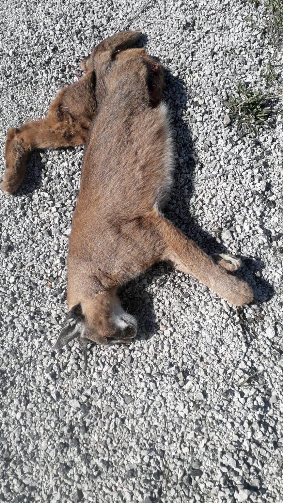 Nesli tükenme tehlikesinde olan Karakulak ölü bulundu - Muğla Haberleri