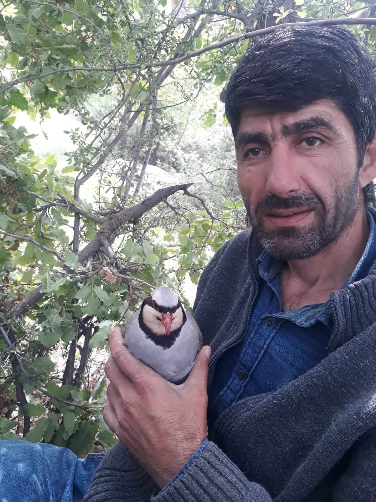 Keklik yumurtasını yemek isteyen engerek yılanına vatandaşlar izin ...