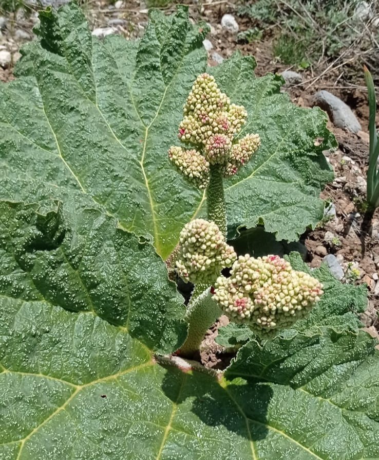 Işgın otu sofraların vazgeçilmezi oldu - Kahramanmaraş Haberleri