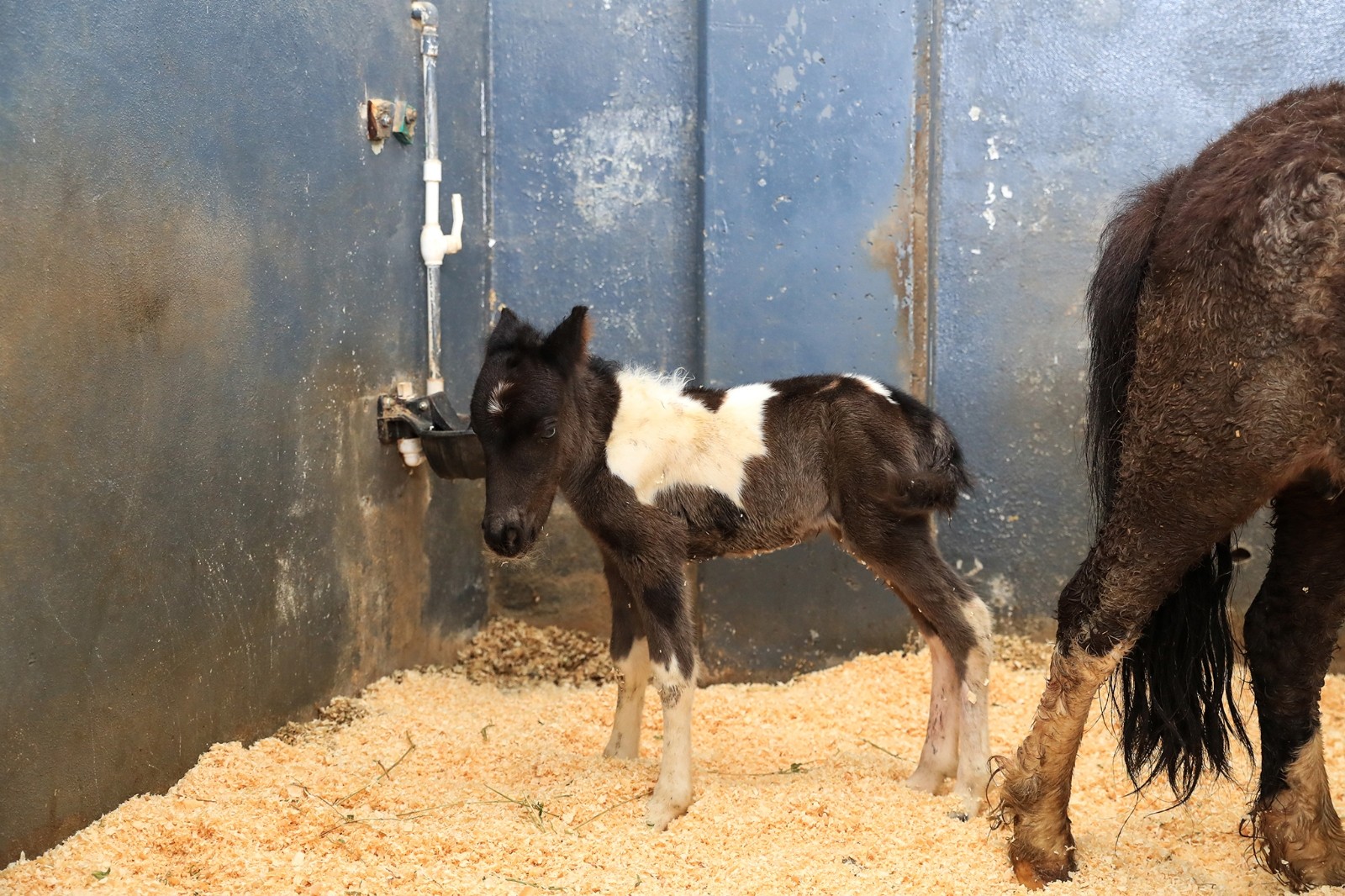 Şehir Ormanı ‘midillisine’ kavuştu - İstanbul Haberleri