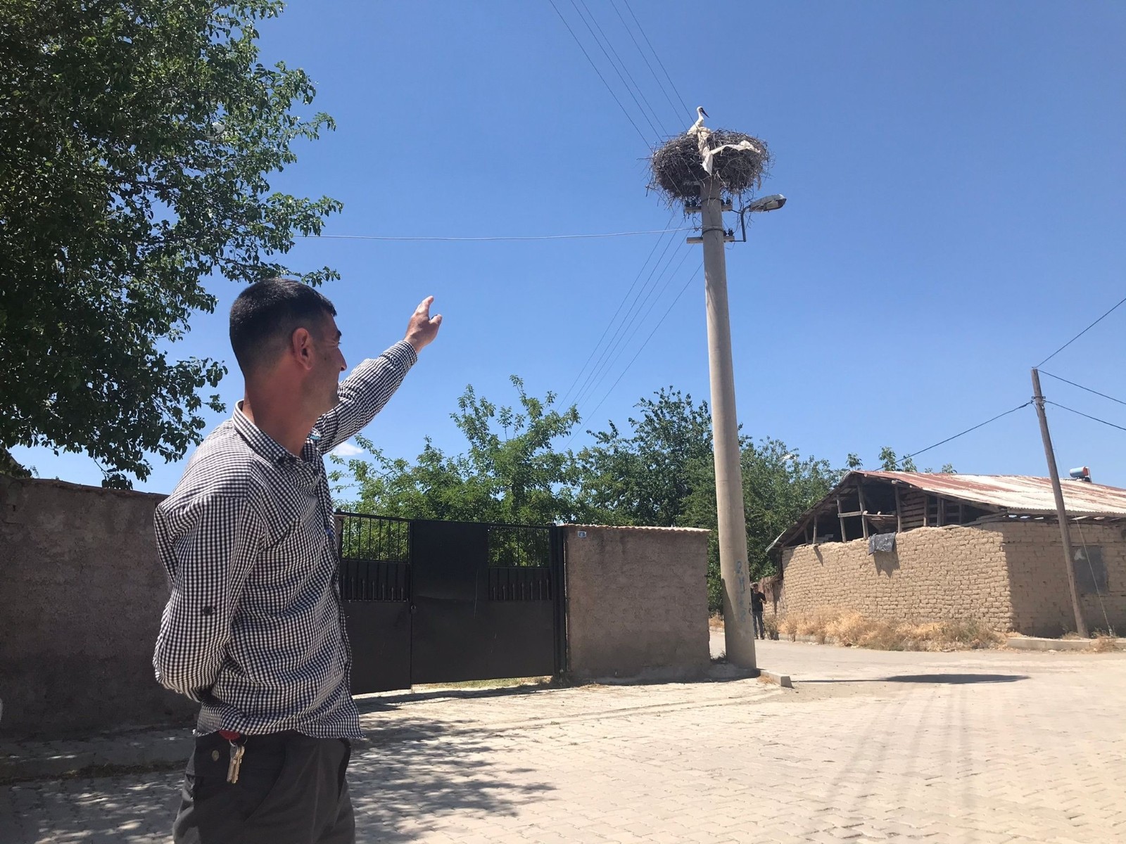 Sokağın simgesi "Beyaz Pamuk ve Leylek Baba" yavrularıyla görüntülendi ...