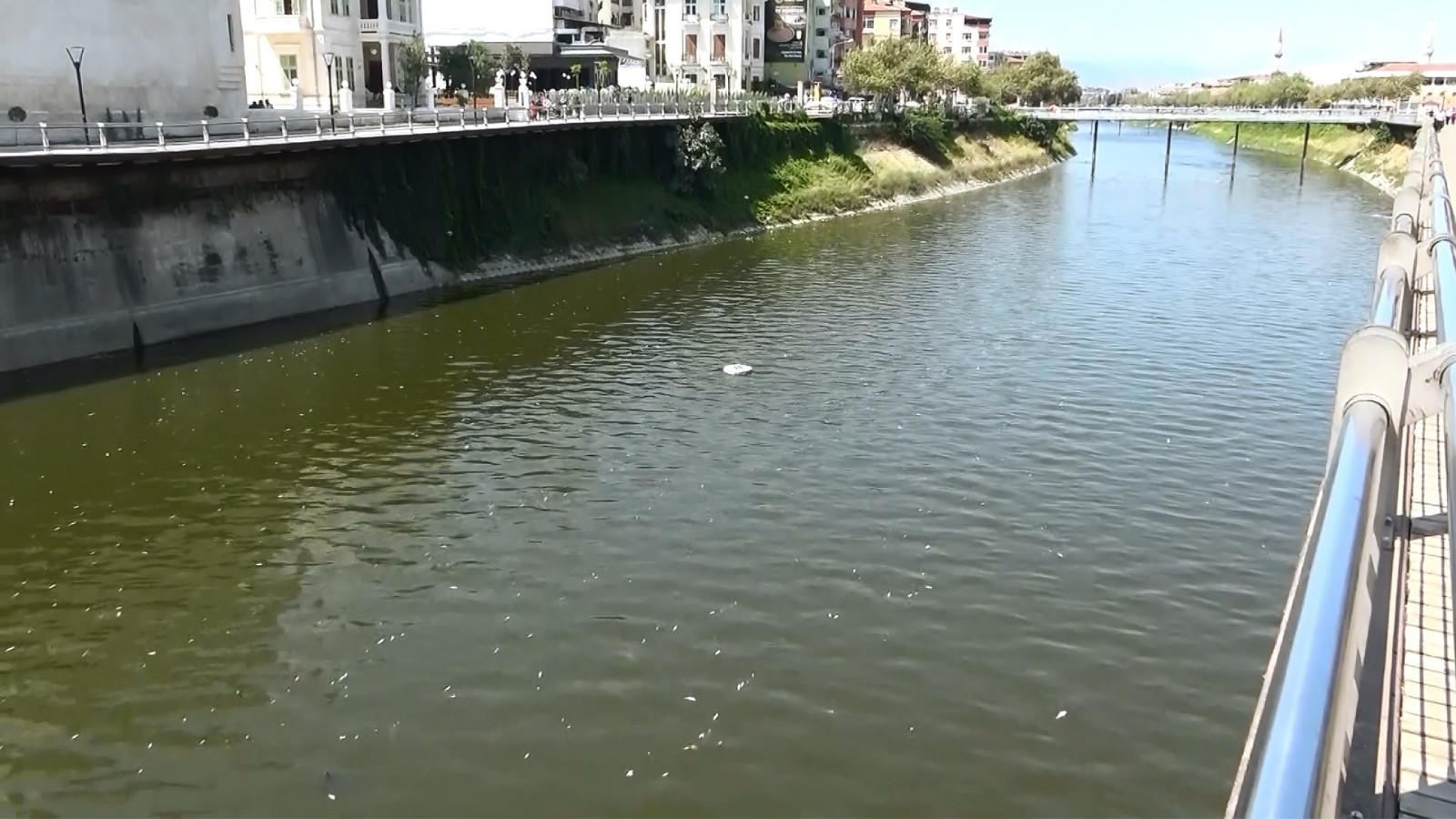 Asi Nehri’nde balık ölümleri - Hatay Haberleri
