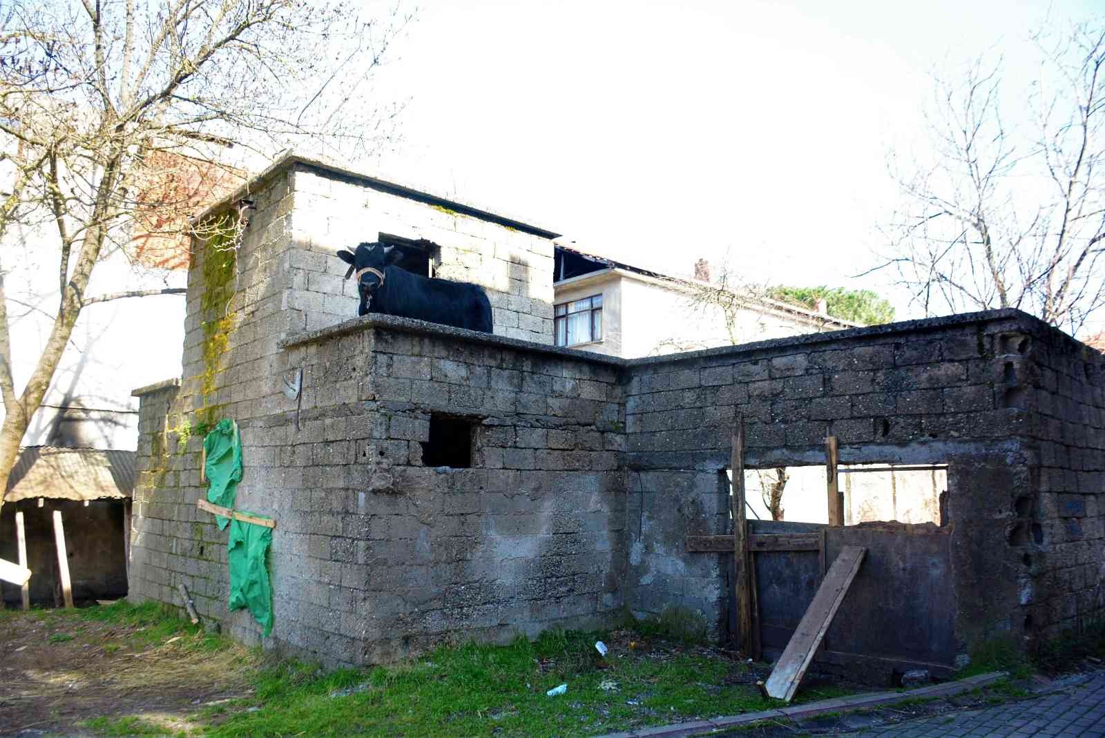 Yaramaz tosun yine durmadı - Kocaeli Haberleri